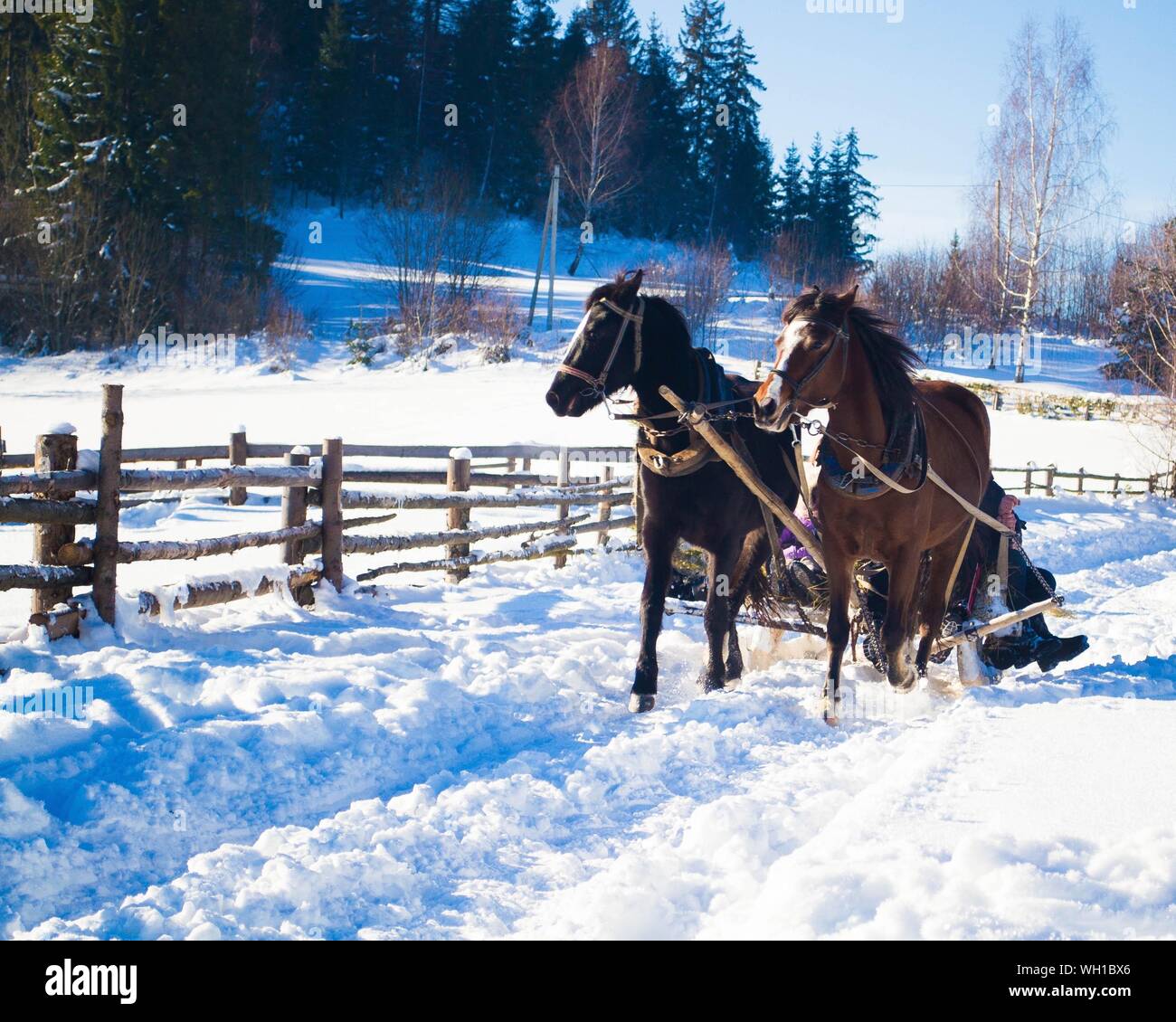Animals Pulling Horse Cart High Resolution Stock Photography and Images ...
