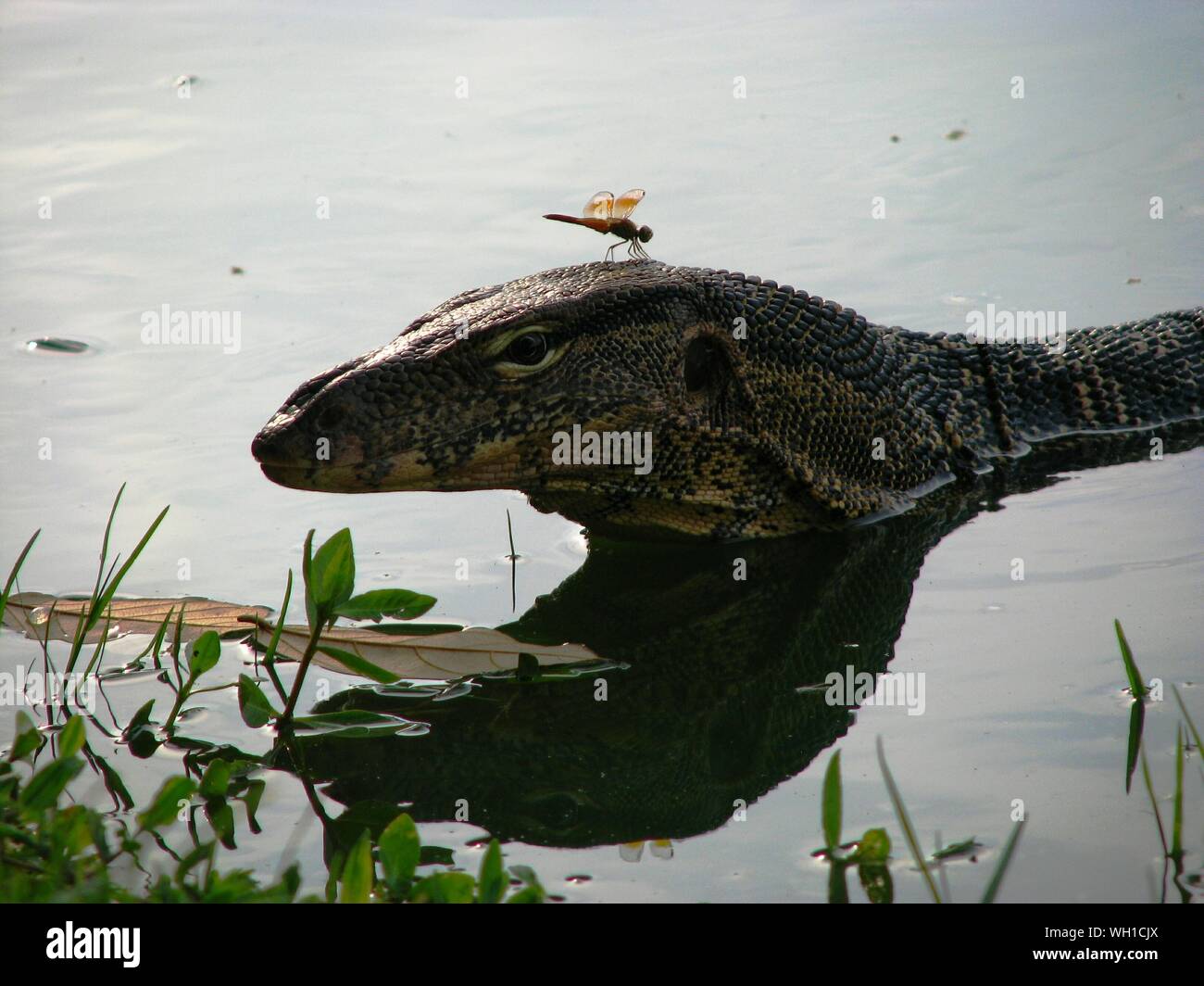 Lizard in water hi-res stock photography and images - Alamy