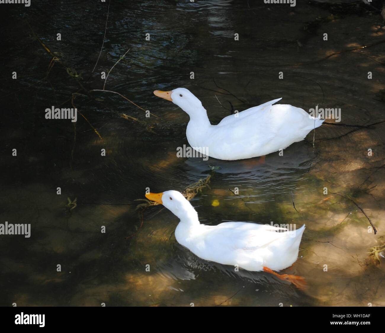 Floating Birds High Resolution Stock Photography and Images - Alamy
