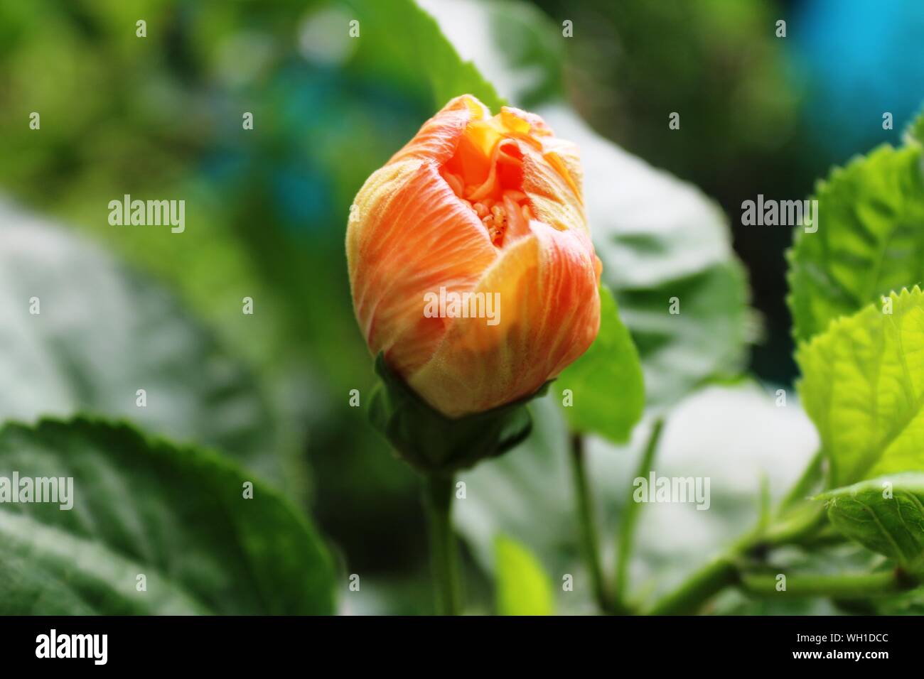 Yellow kind hi-res stock photography and images - Alamy