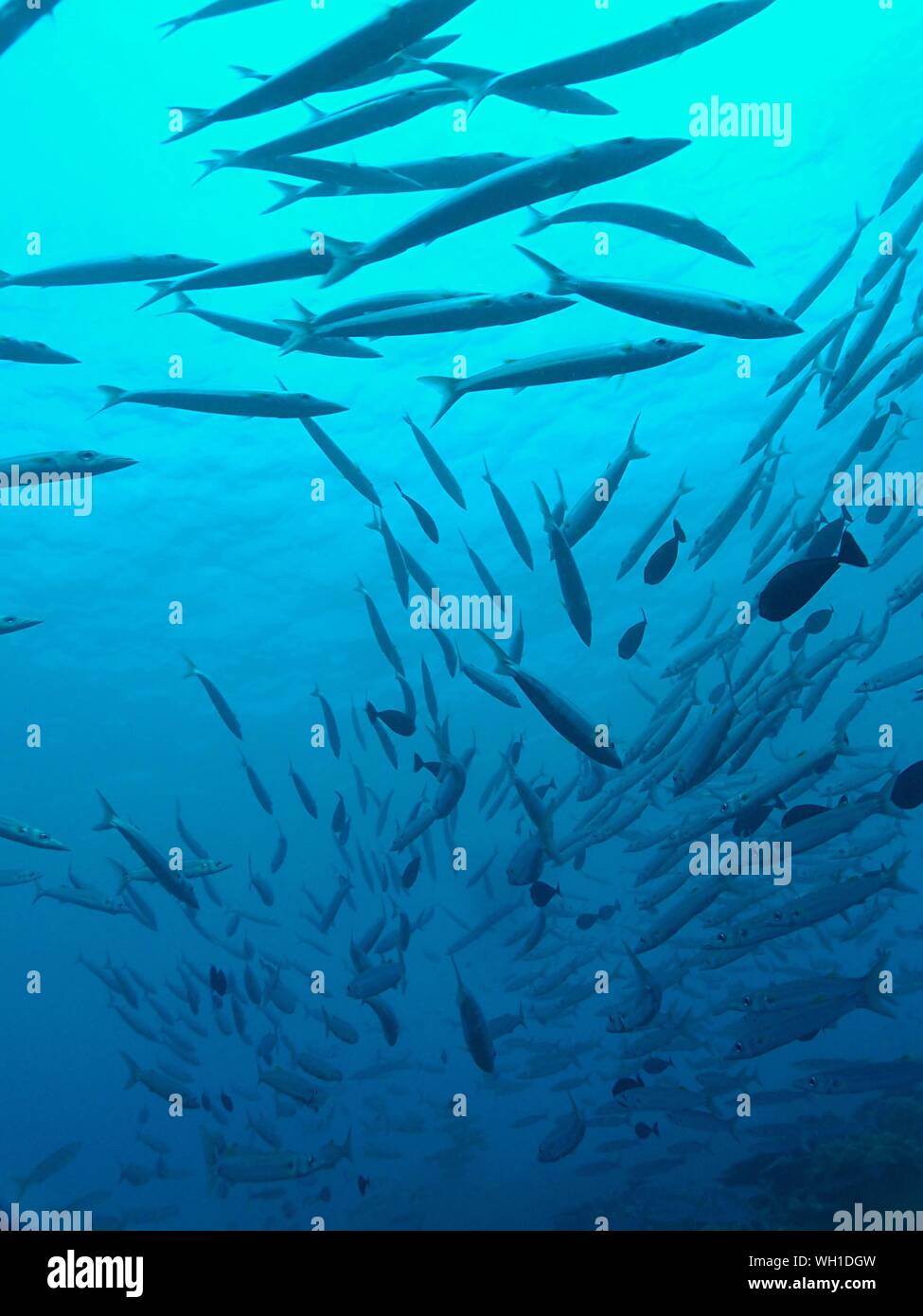 Undersea school hi-res stock photography and images - Alamy