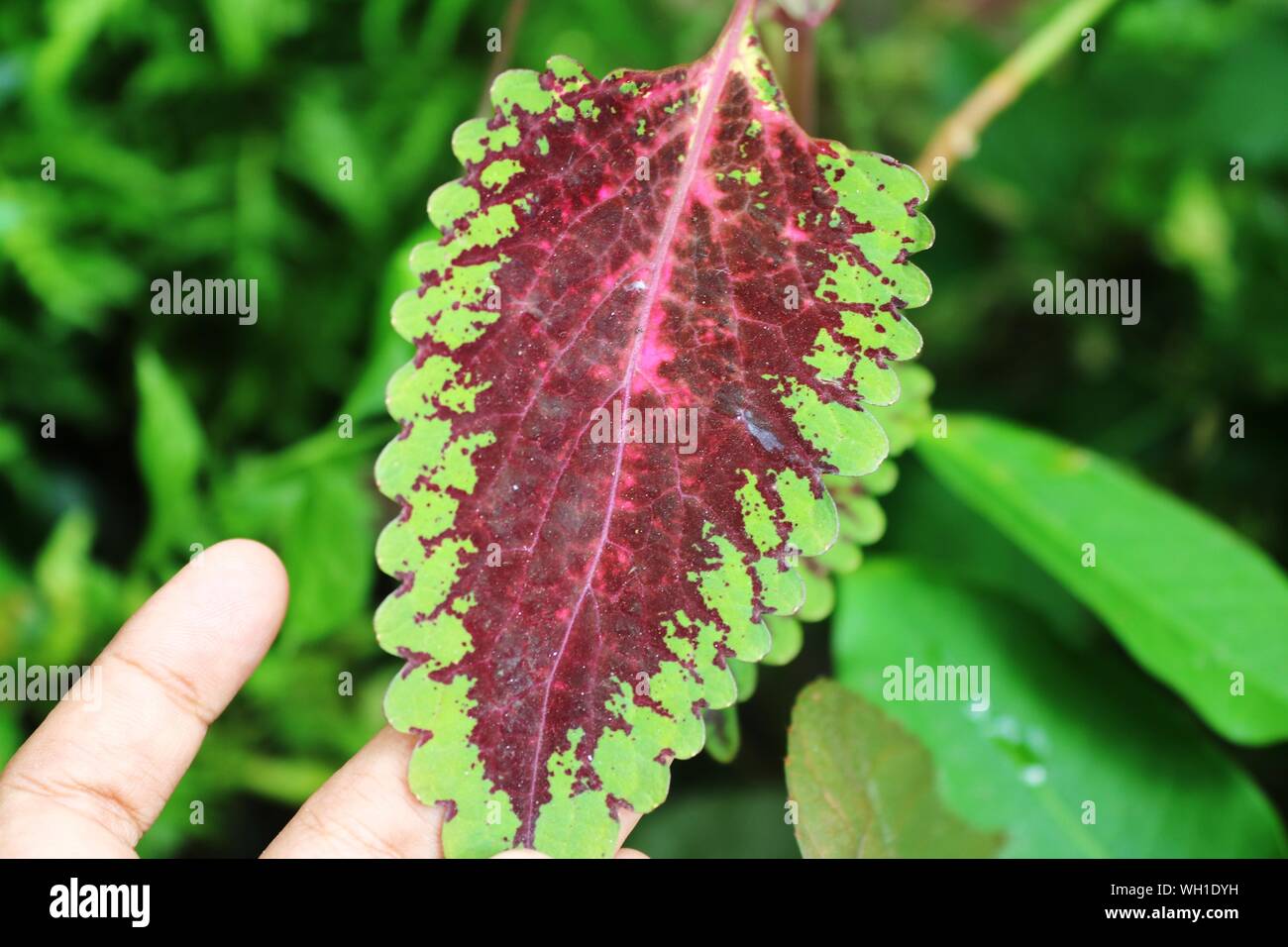 A Leaf With Beautiful Color And Design Stock Photo - Alamy