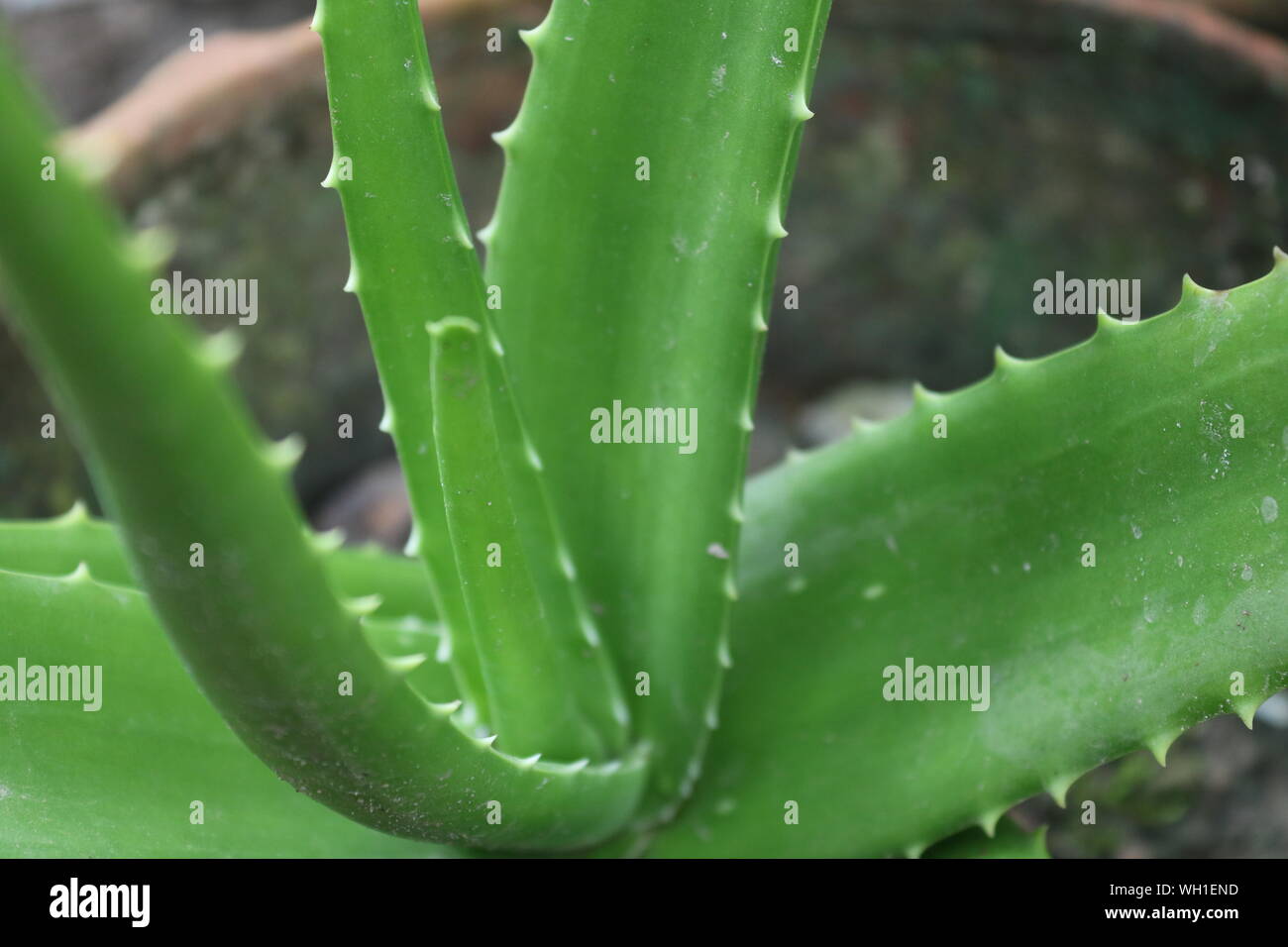 Alovera natural green plant hi-res stock photography and images - Alamy