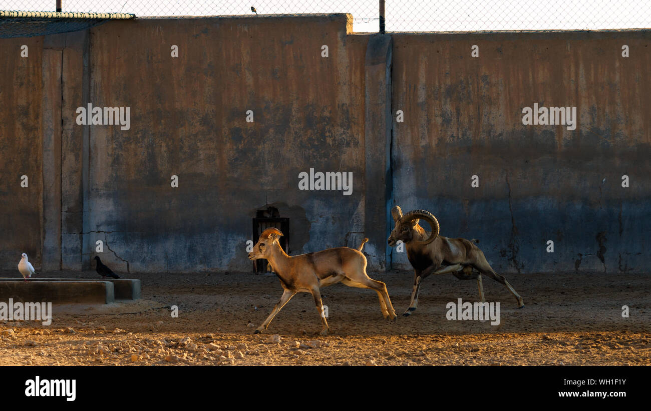 Goats Running High Resolution Stock Photography and Images - Alamy