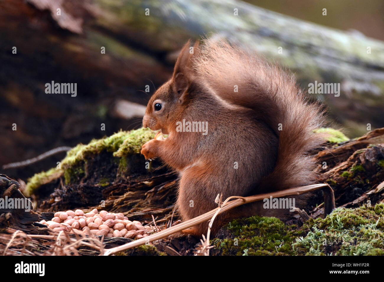 Animal eating peanuts hi-res stock photography and images - Alamy