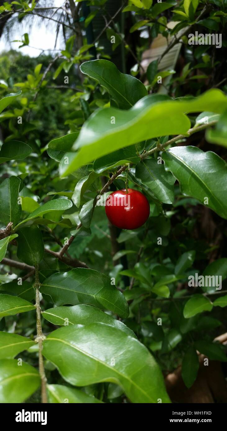 Cherry growing hi-res stock photography and images - Alamy