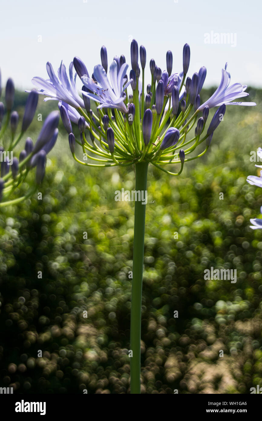 African lilies hi-res stock photography and images - Alamy