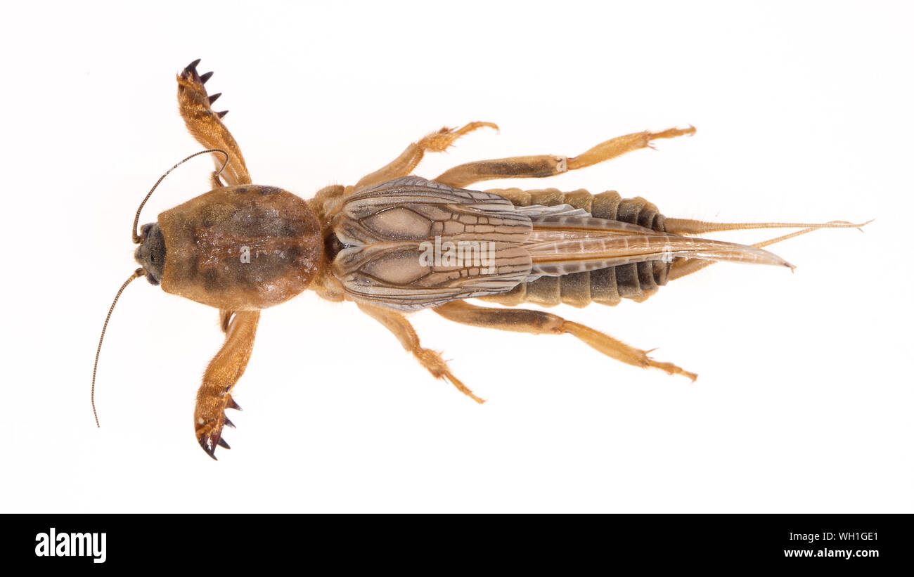 Cricket white hi-res stock photography and images - Alamy