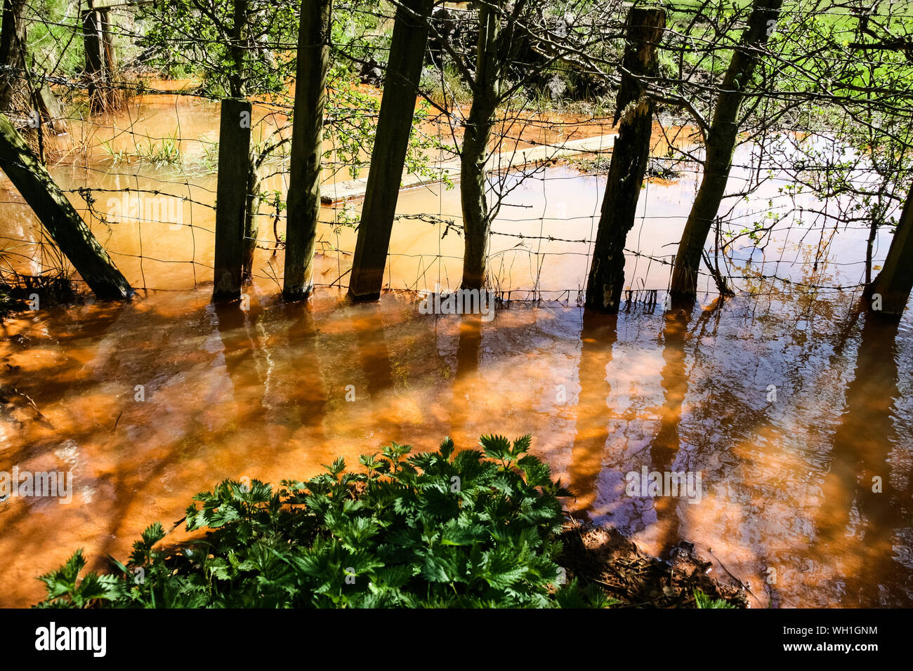 Flood Forest High Resolution Stock Photography and Images - Alamy