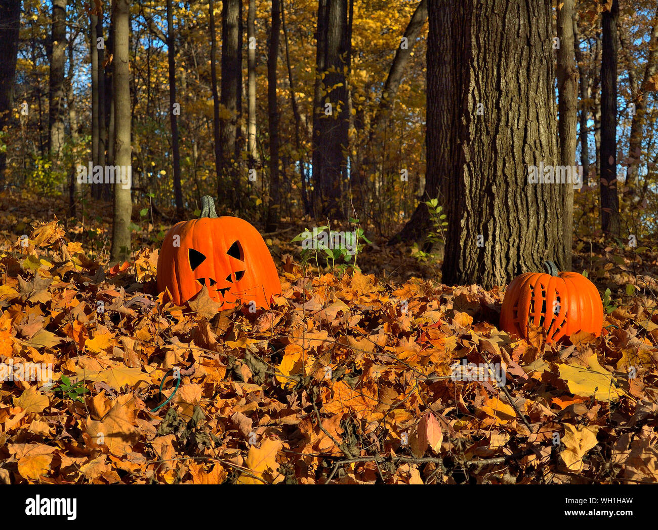 Jack o' lantern forest hi-res stock photography and images - Alamy