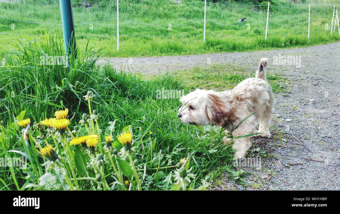 Dog countryside hi-res stock photography and images - Alamy