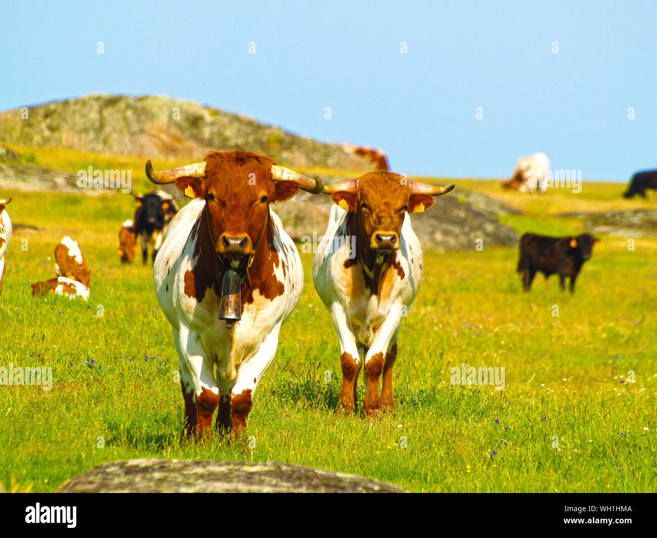 Bells for animals hi-res stock photography and images - Alamy