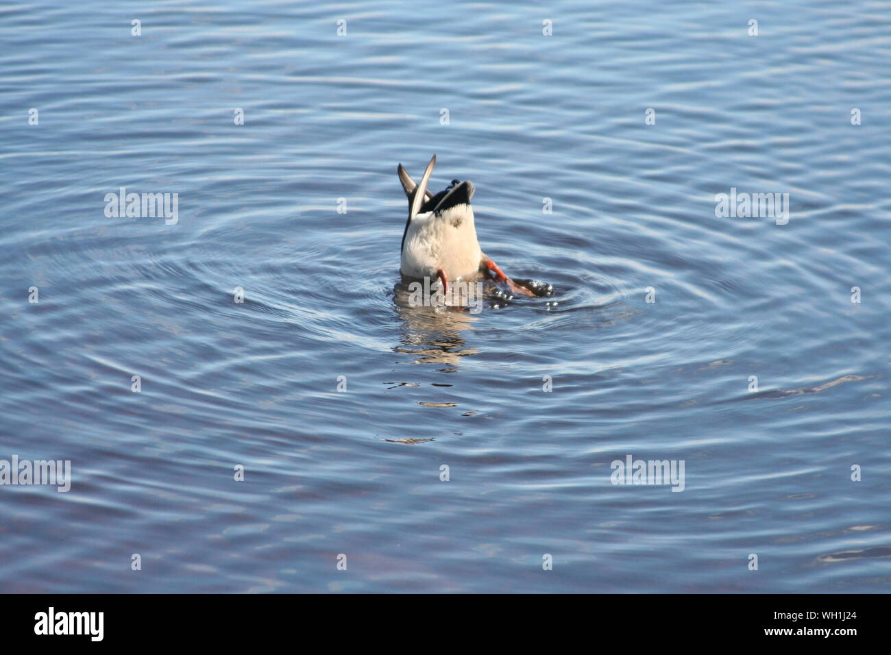One diving duck hi-res stock photography and images - Alamy