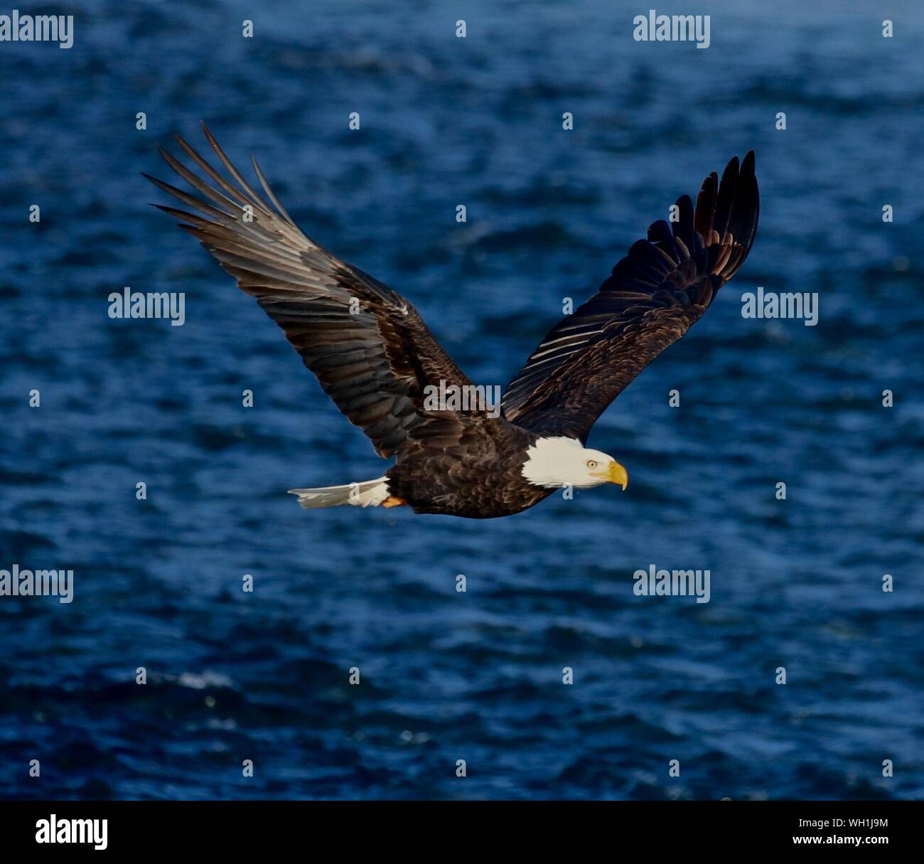 Bald Eagle Flying Over Water High Resolution Stock Photography and ...