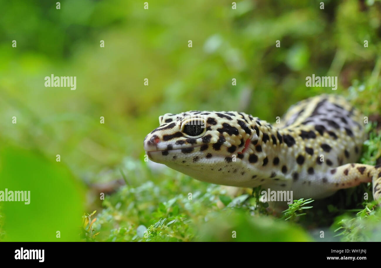 Beauty leopard gecko hi-res stock photography and images - Alamy