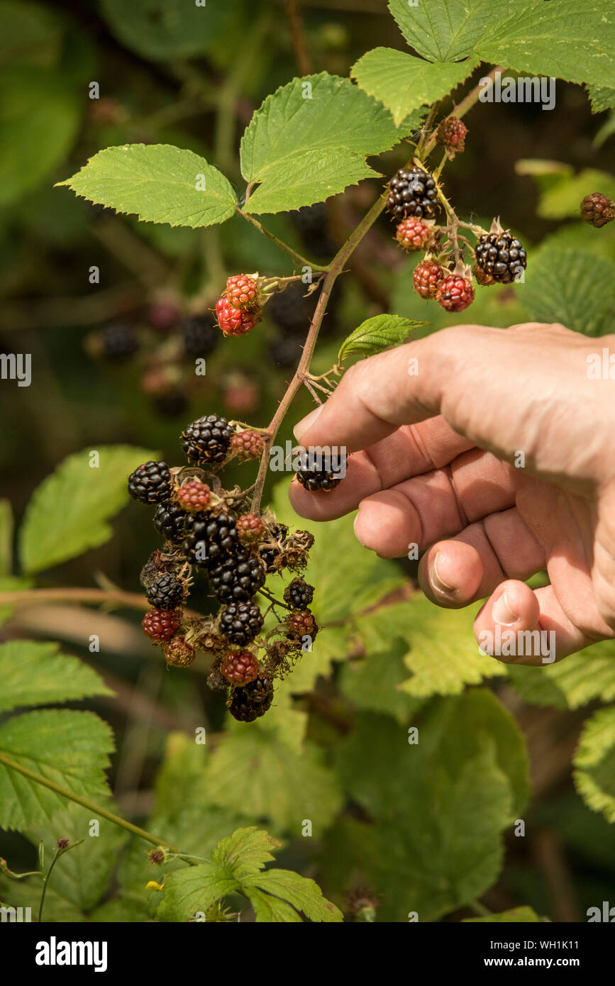 Foraging for blackberries hi-res stock photography and images - Alamy