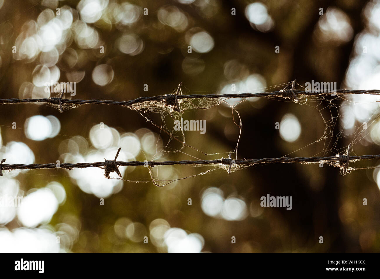 Spider Web Of Wires High Resolution Stock Photography and Images - Alamy