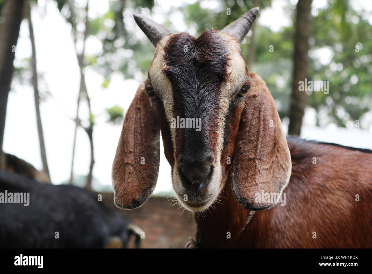 Goat in the park hi-res stock photography and images - Alamy