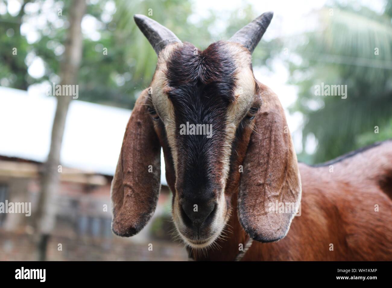 Outdoor shot domesticated hi-res stock photography and images - Alamy