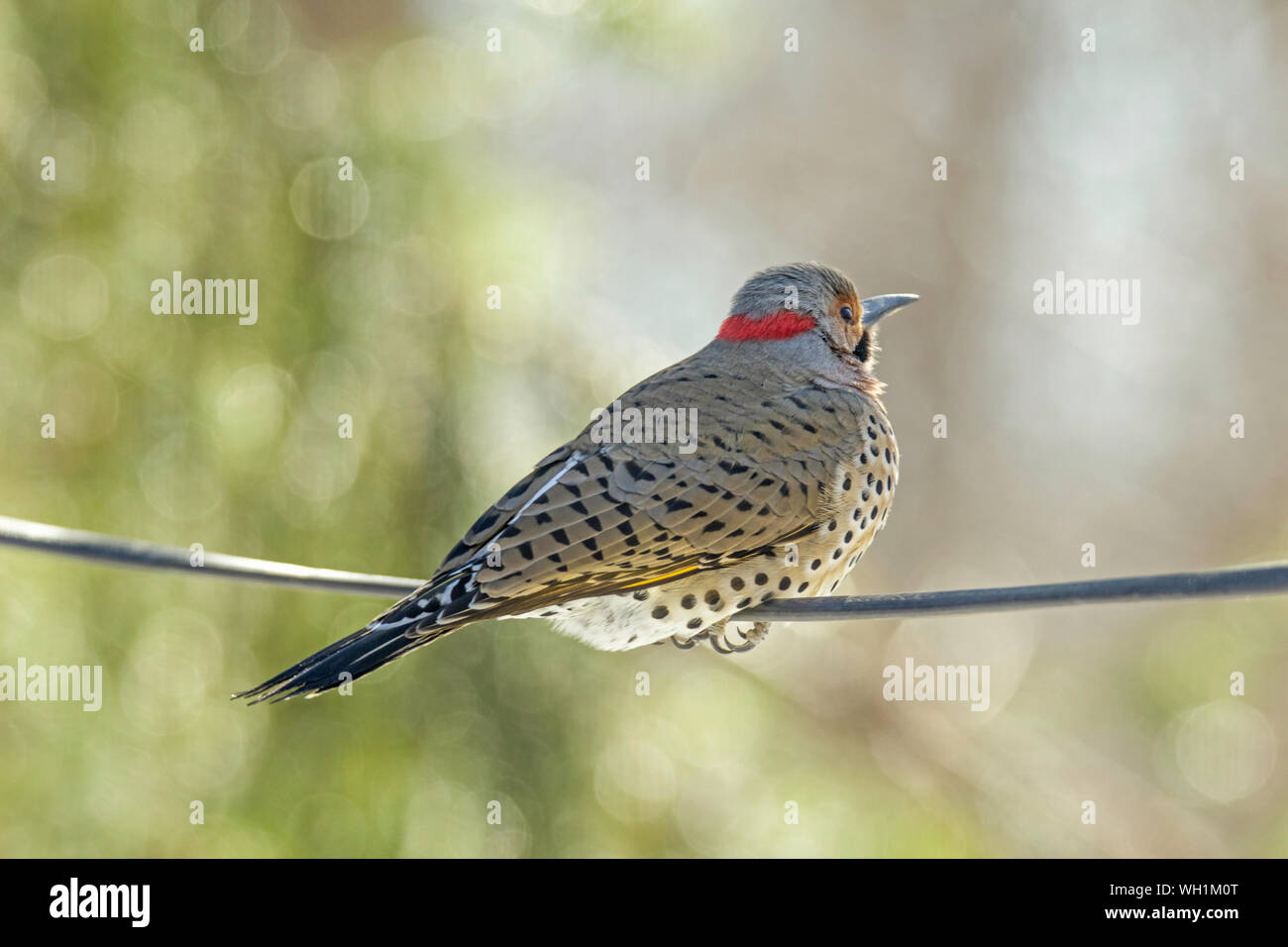 Northern flicker bird hi-res stock photography and images - Alamy