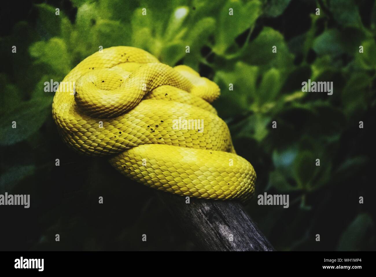 Sneak hi-res stock photography and images - Alamy
