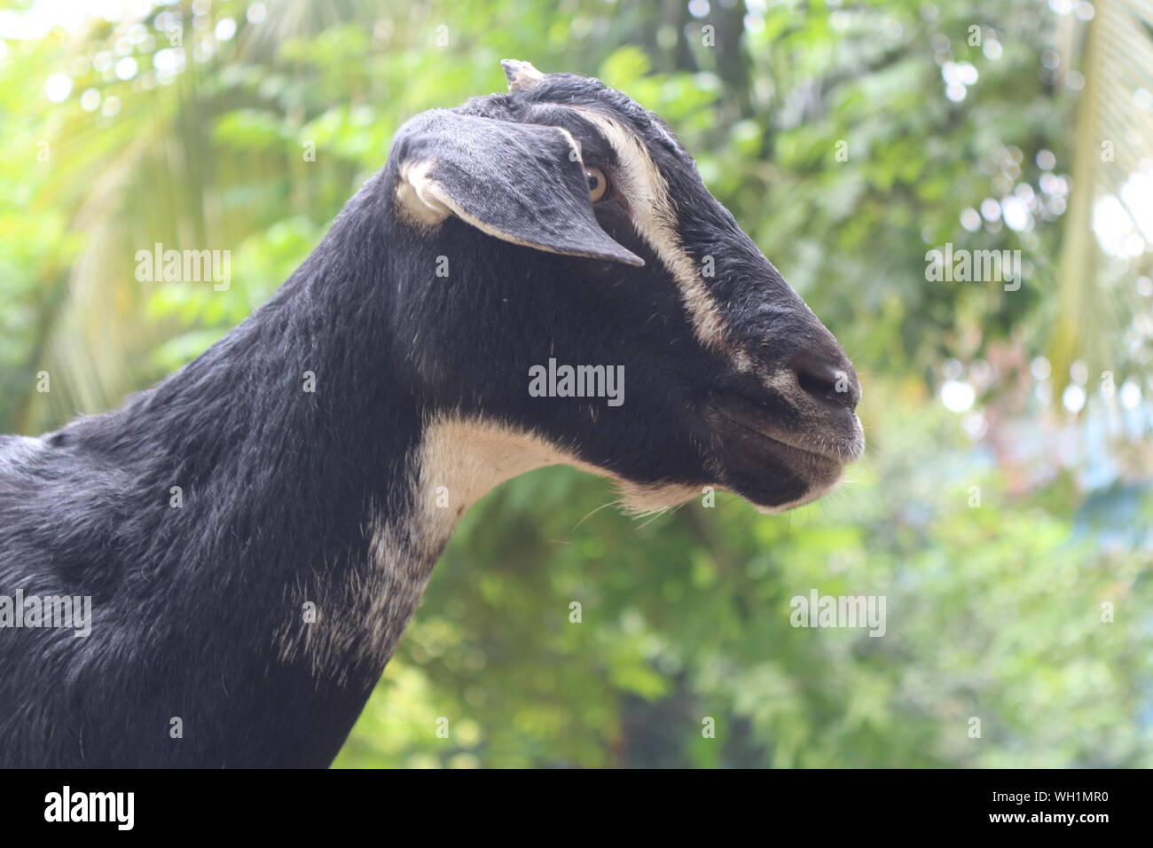 Portrait goatling in meadow hi-res stock photography and images - Alamy