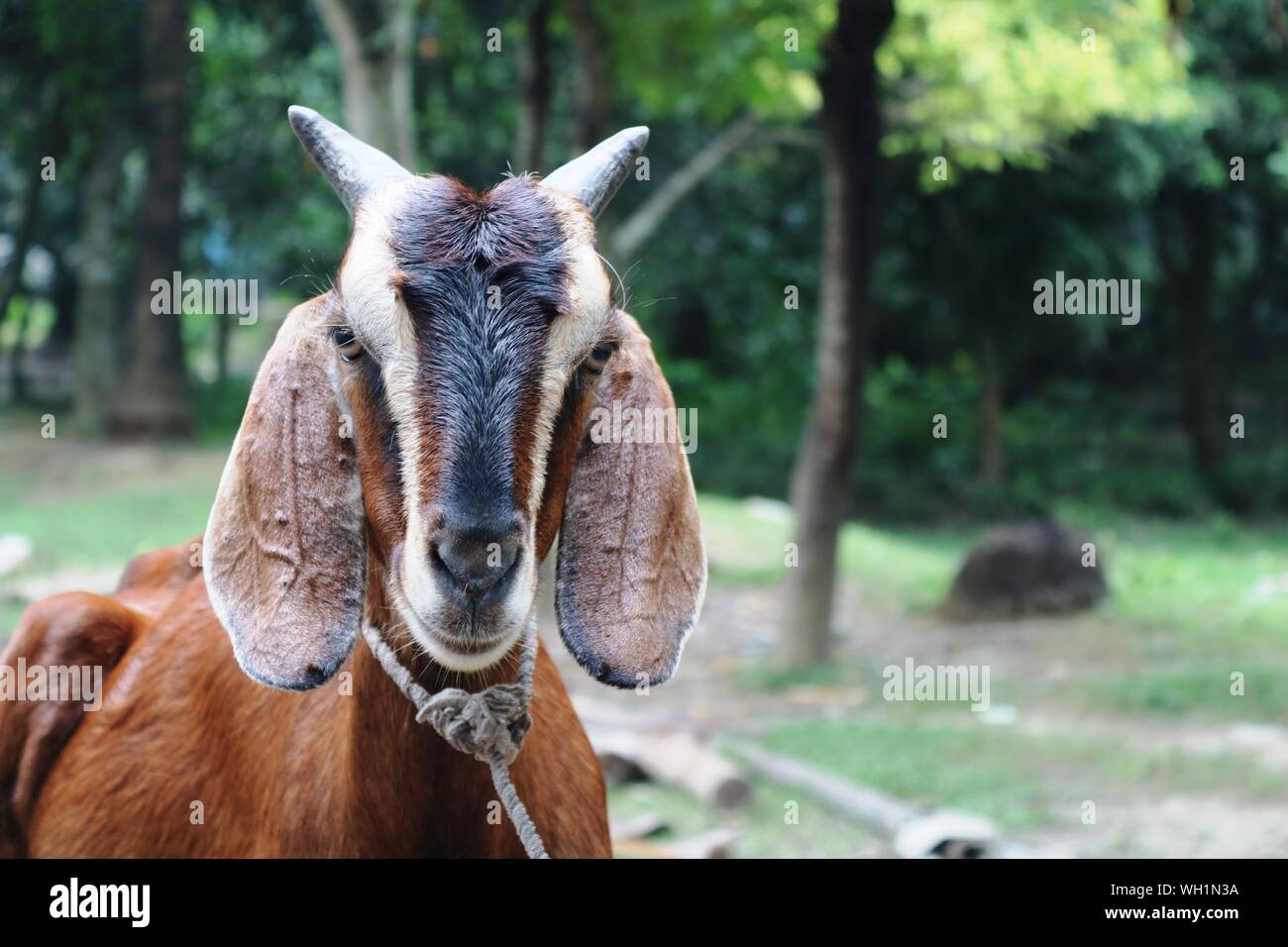 Goat eye close up hi-res stock photography and images - Alamy