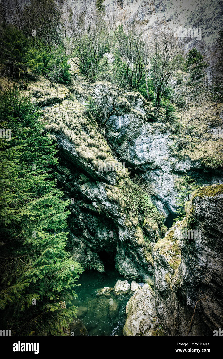 River rock tree hi-res stock photography and images - Alamy
