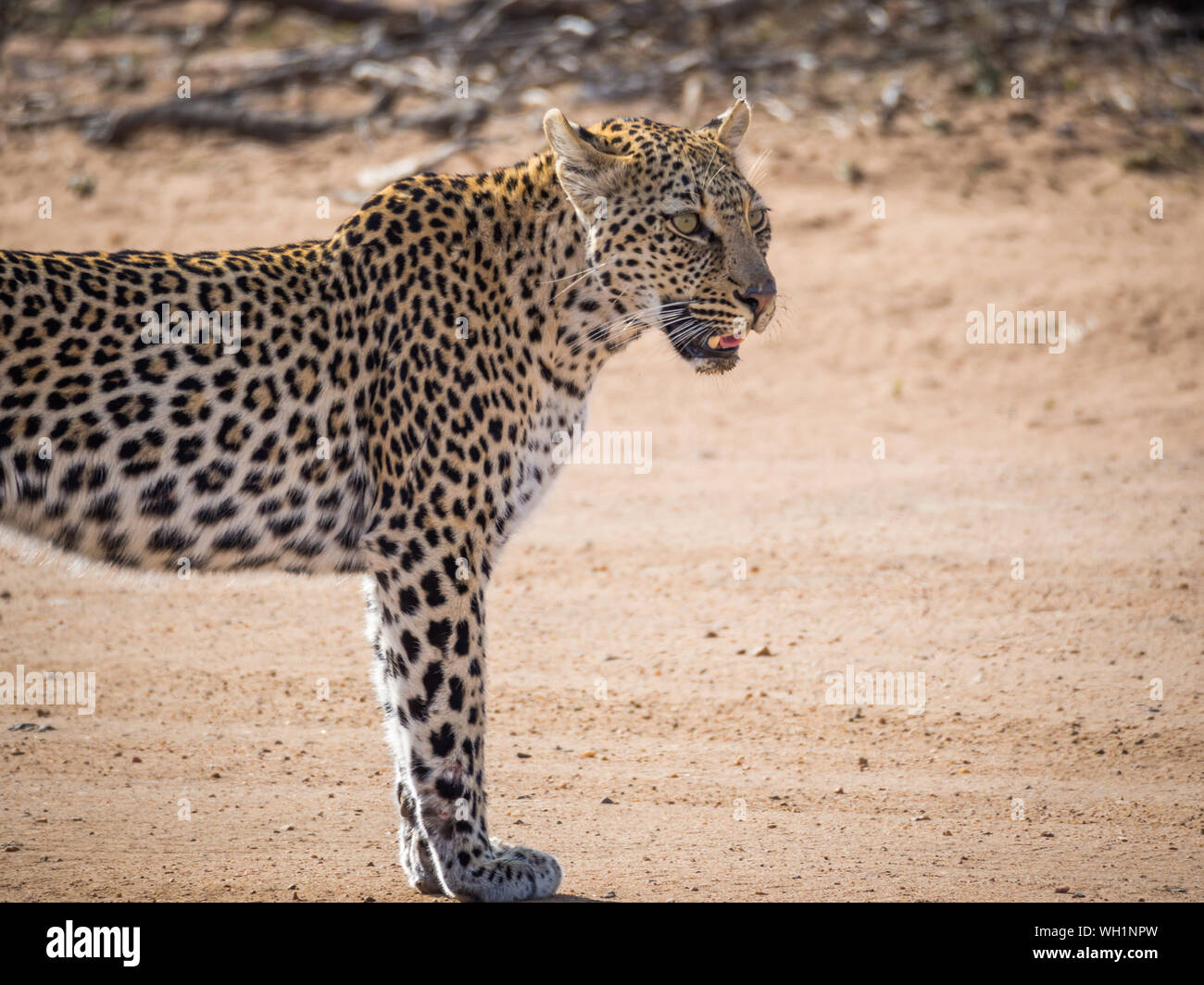 Leopard on safari track hi-res stock photography and images - Alamy
