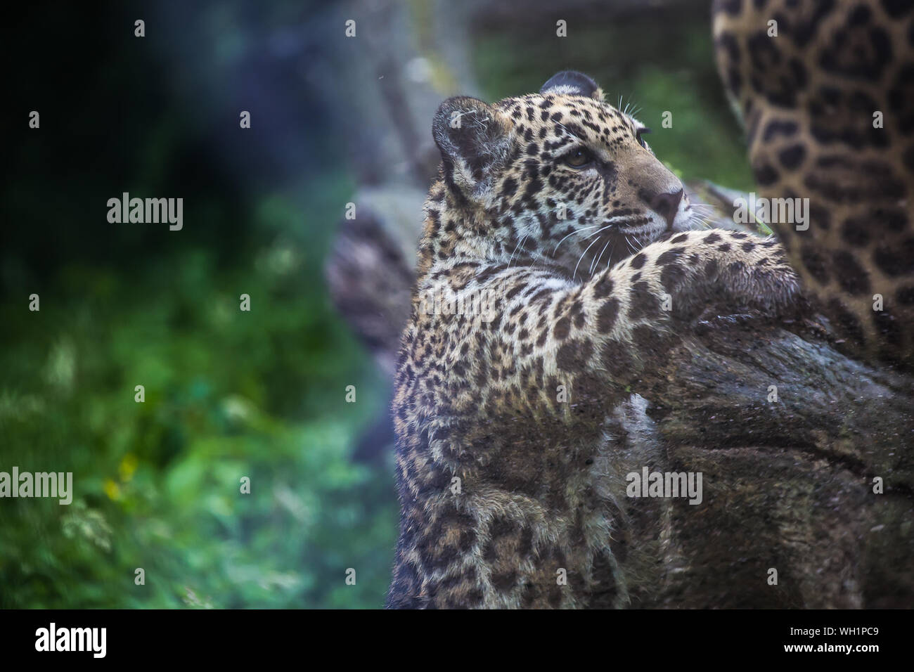 Jaguar in tree hi-res stock photography and images - Alamy