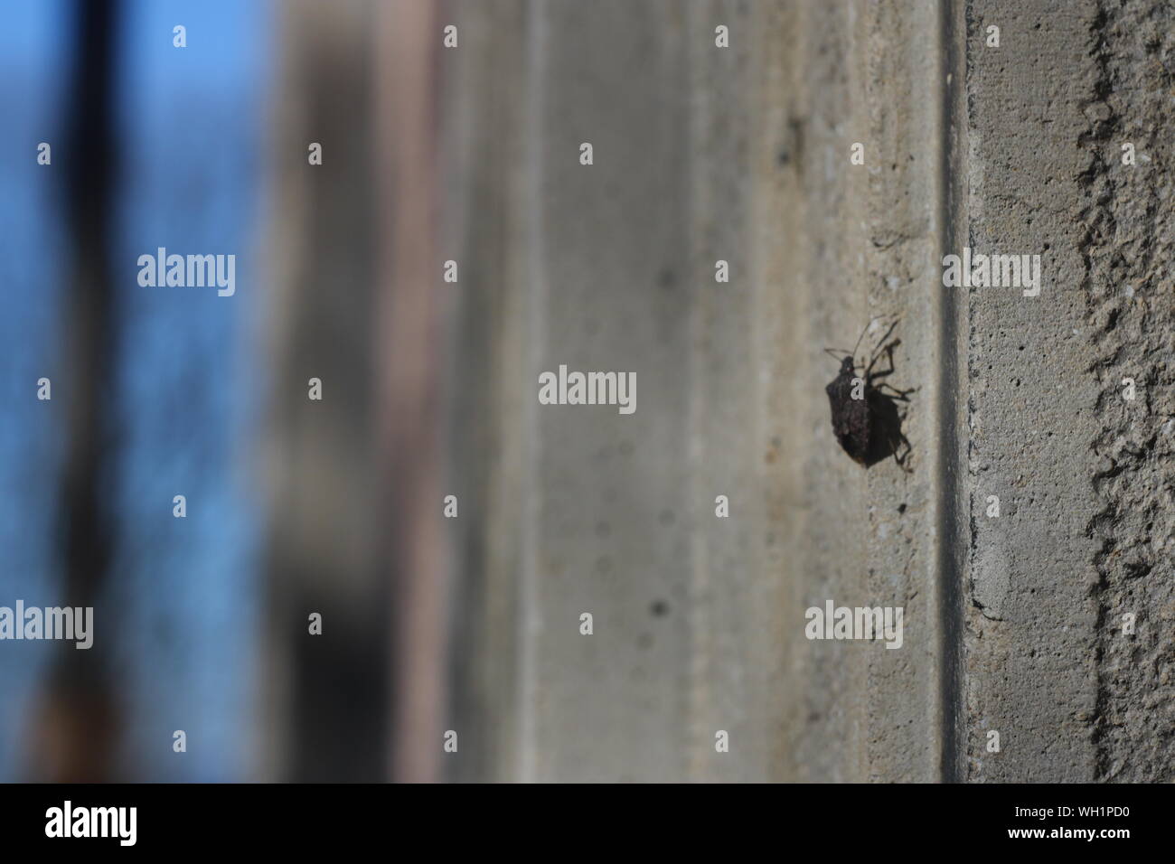 Insect architecture hi-res stock photography and images - Alamy