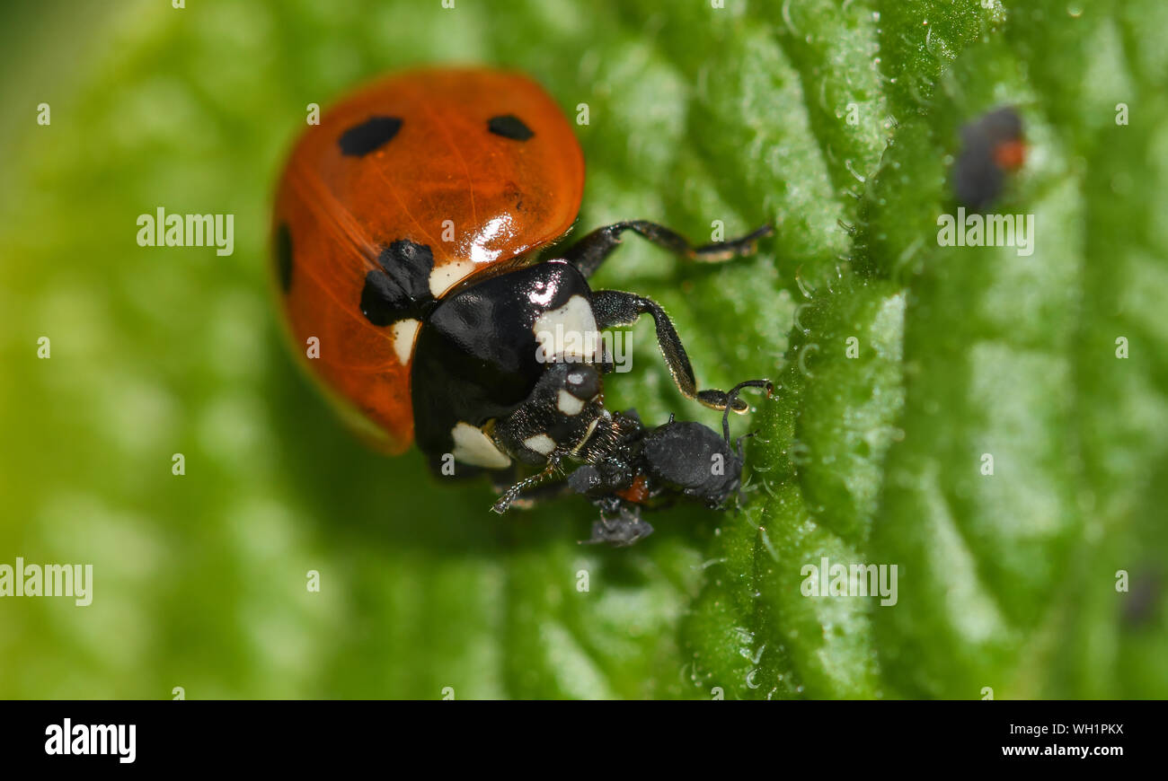 Ladybird insects hi-res stock photography and images - Alamy