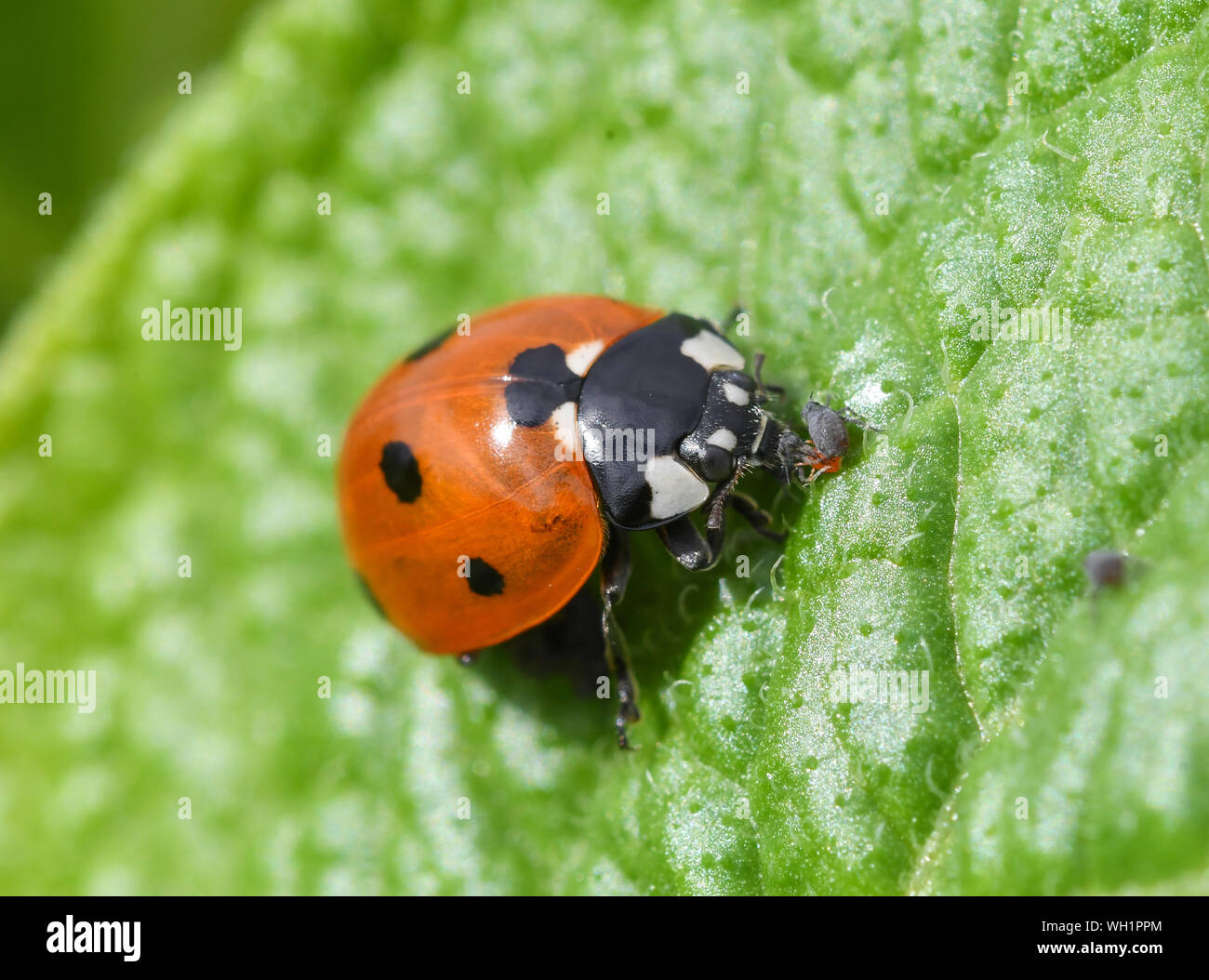 Ladybird insects hi-res stock photography and images - Alamy