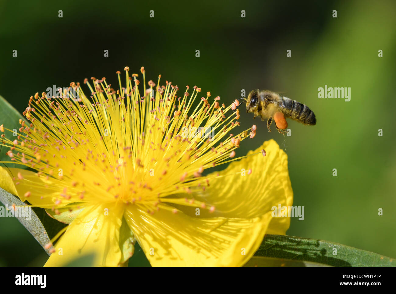 Collecting polen hi-res stock photography and images - Alamy