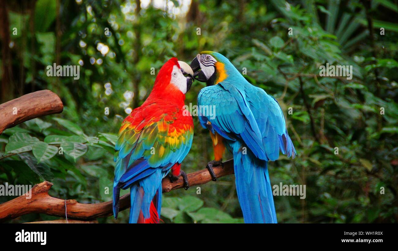 Parrots tree branch hi-res stock photography and images - Alamy