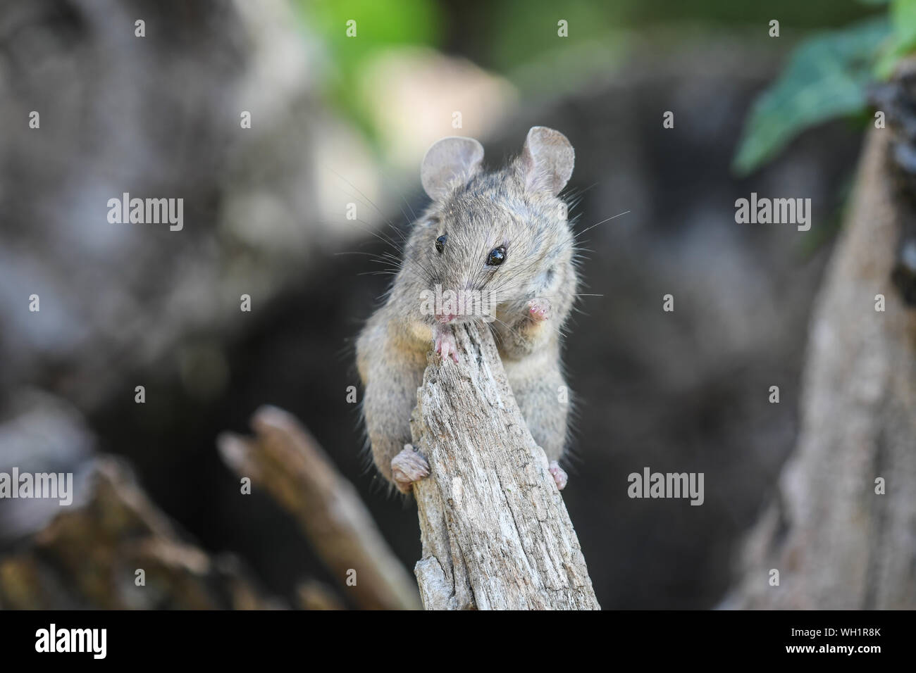 Mamiferos hi-res stock photography and images - Alamy
