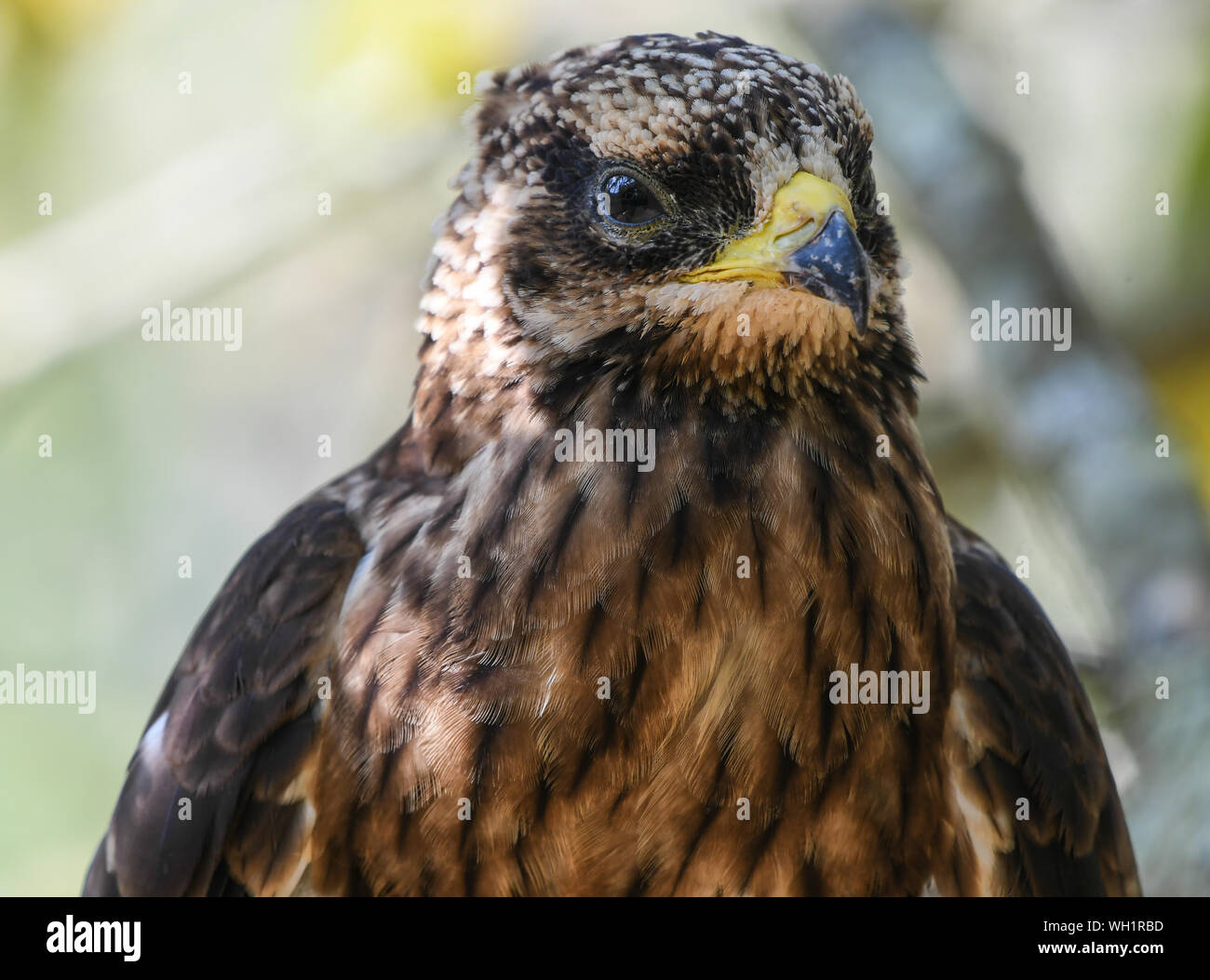 Young buzzard hi-res stock photography and images - Alamy