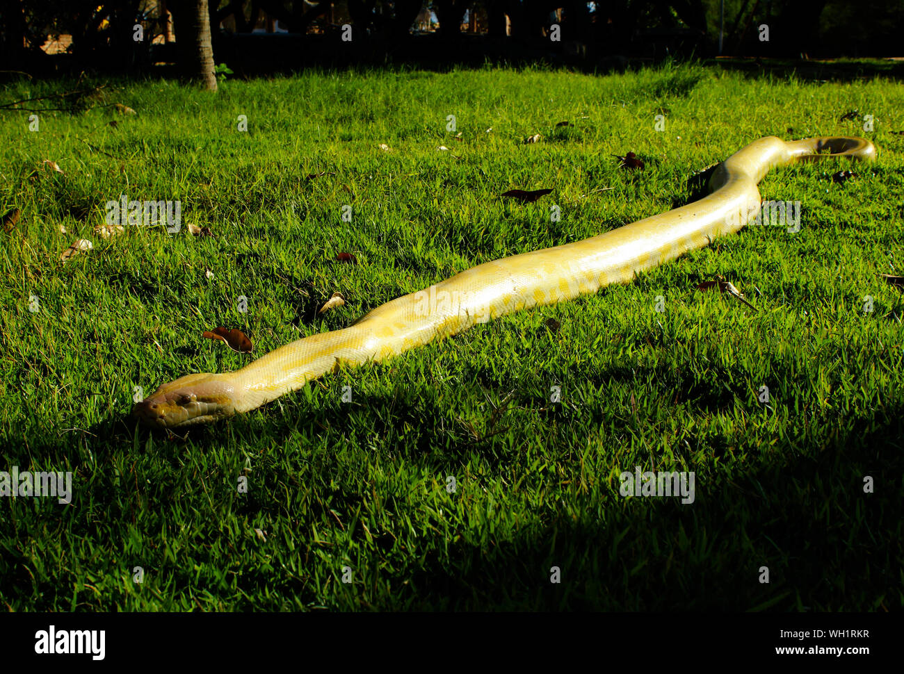 Green snake grass hi-res stock photography and images - Alamy