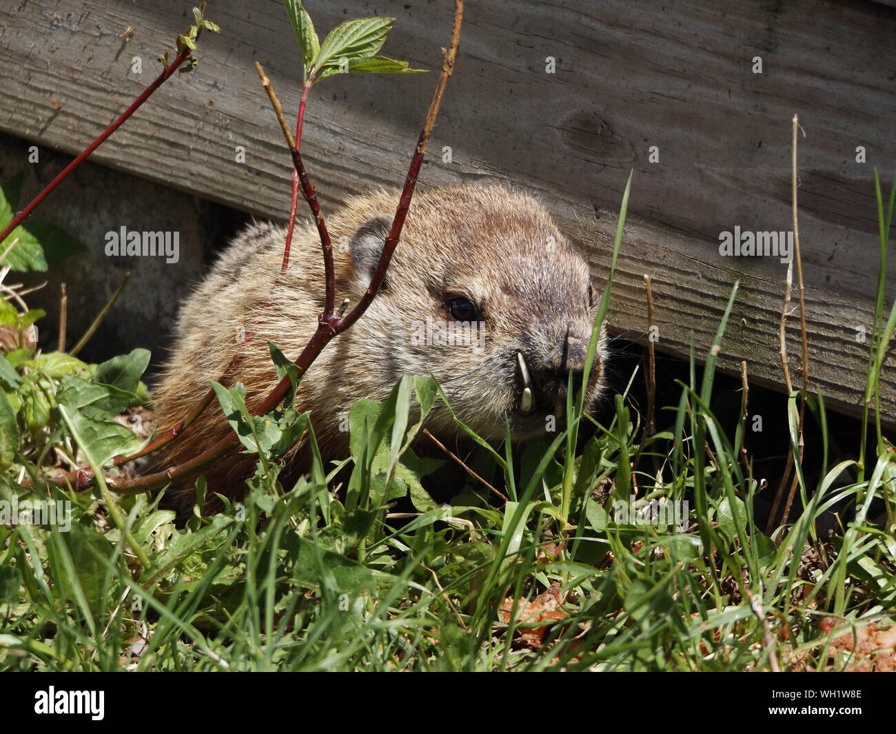 Baby Marmot High Resolution Stock Photography and Images - Alamy