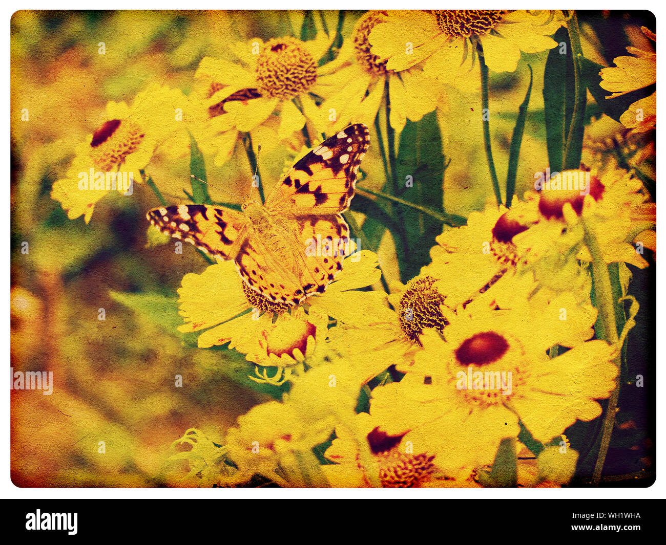 Abstract vintage background with colorful butterfly, texture Stock ...