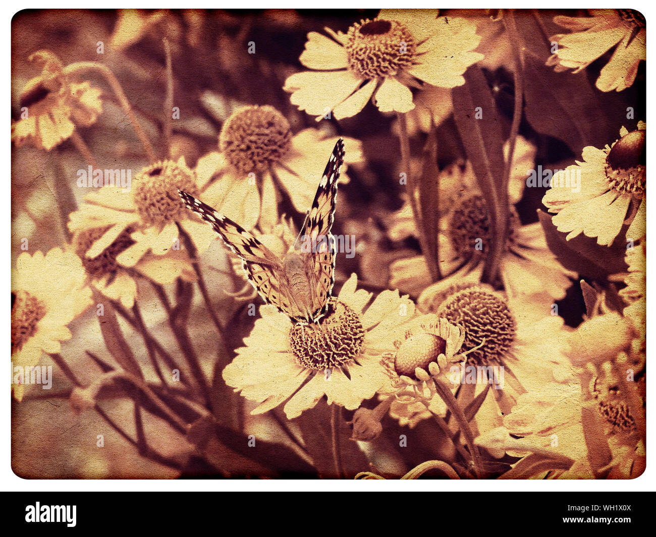 Abstract vintage background with colorful butterfly, texture Stock ...