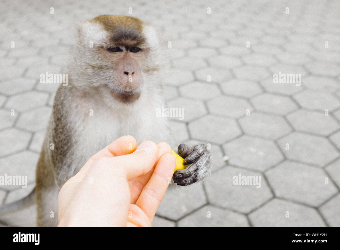 Food in monkey hand hi-res stock photography and images - Alamy