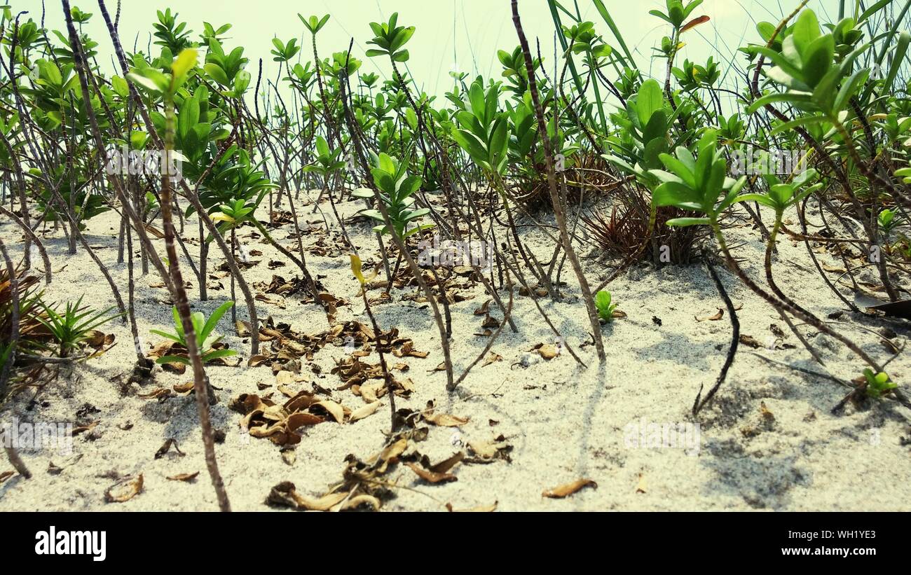 Coastal plant hi-res stock photography and images - Alamy