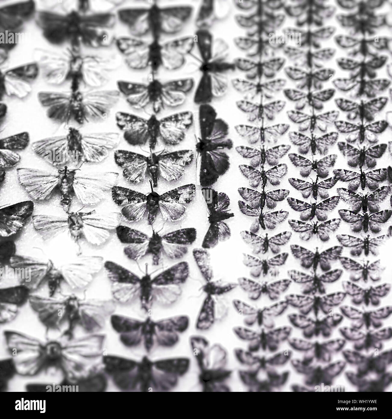 Dead butterflies hi-res stock photography and images - Alamy