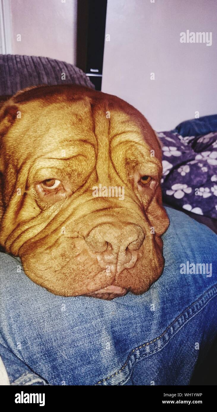 Lap Body Area High Resolution Stock Photography and Images - Alamy