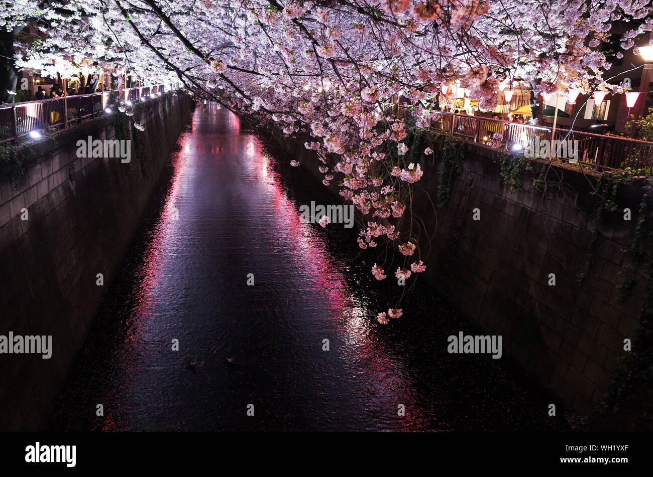 Cherry blossom by night hi-res stock photography and images - Alamy