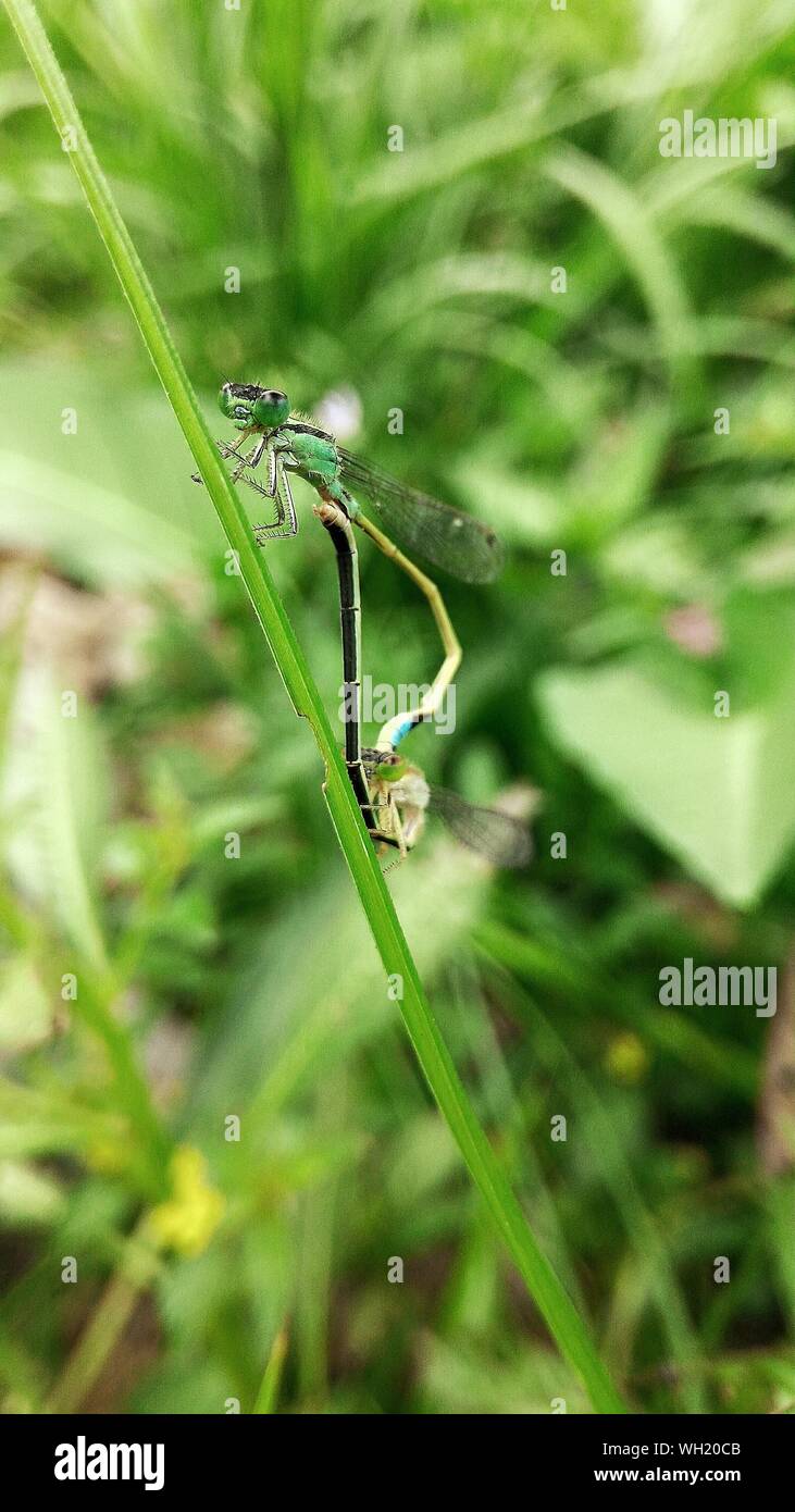 Two dragonflies mating hi-res stock photography and images - Alamy