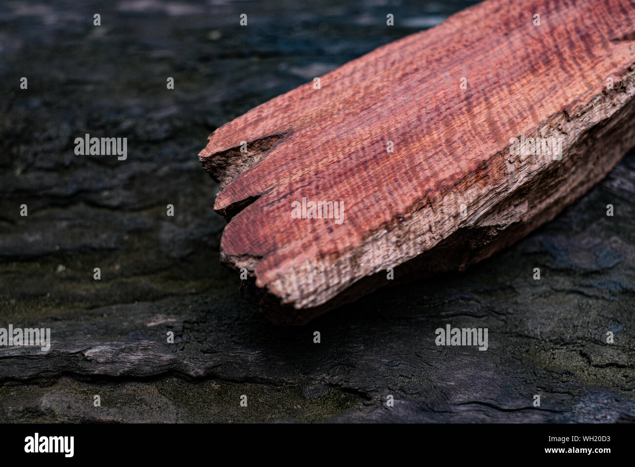 Wood has tiger stripe or curly stripe grain, Afzelia wood exotic ...