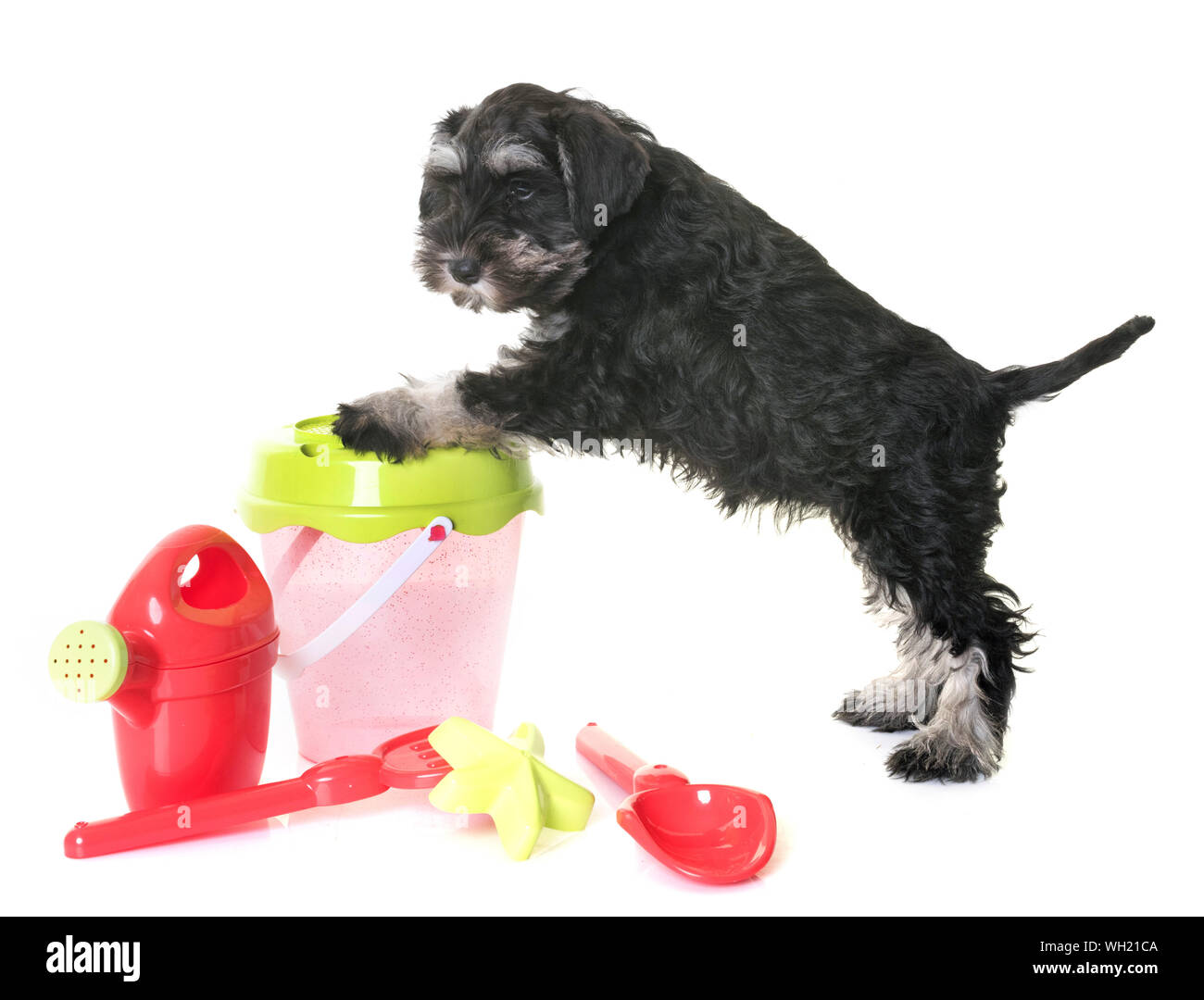 Dog toys hi-res stock photography and images - Alamy