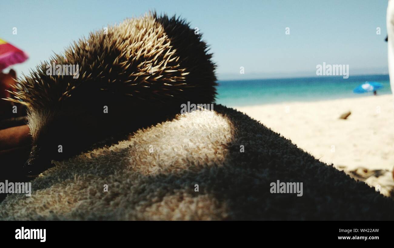 Hedgehog sea hi-res stock photography and images - Alamy